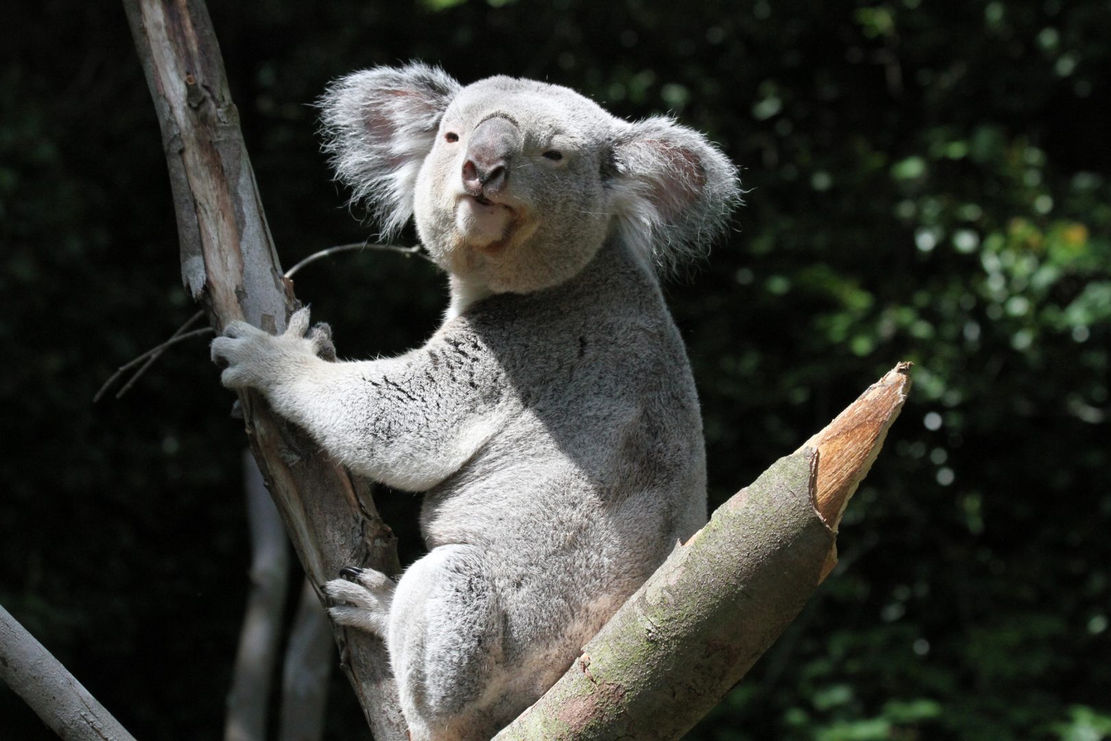 Keep Calm And Love Koalas