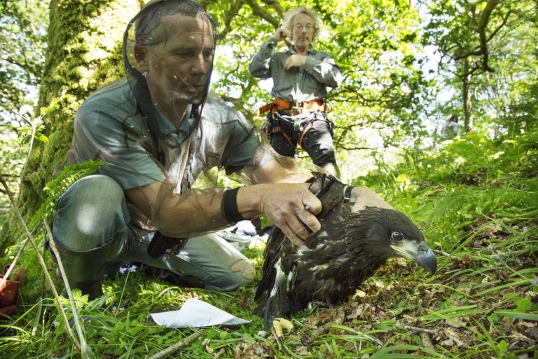 What does an RSPB Mull Officer do? | First Careers