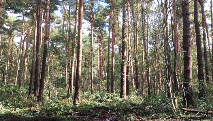 What is it like to be a Forester? | First Careers